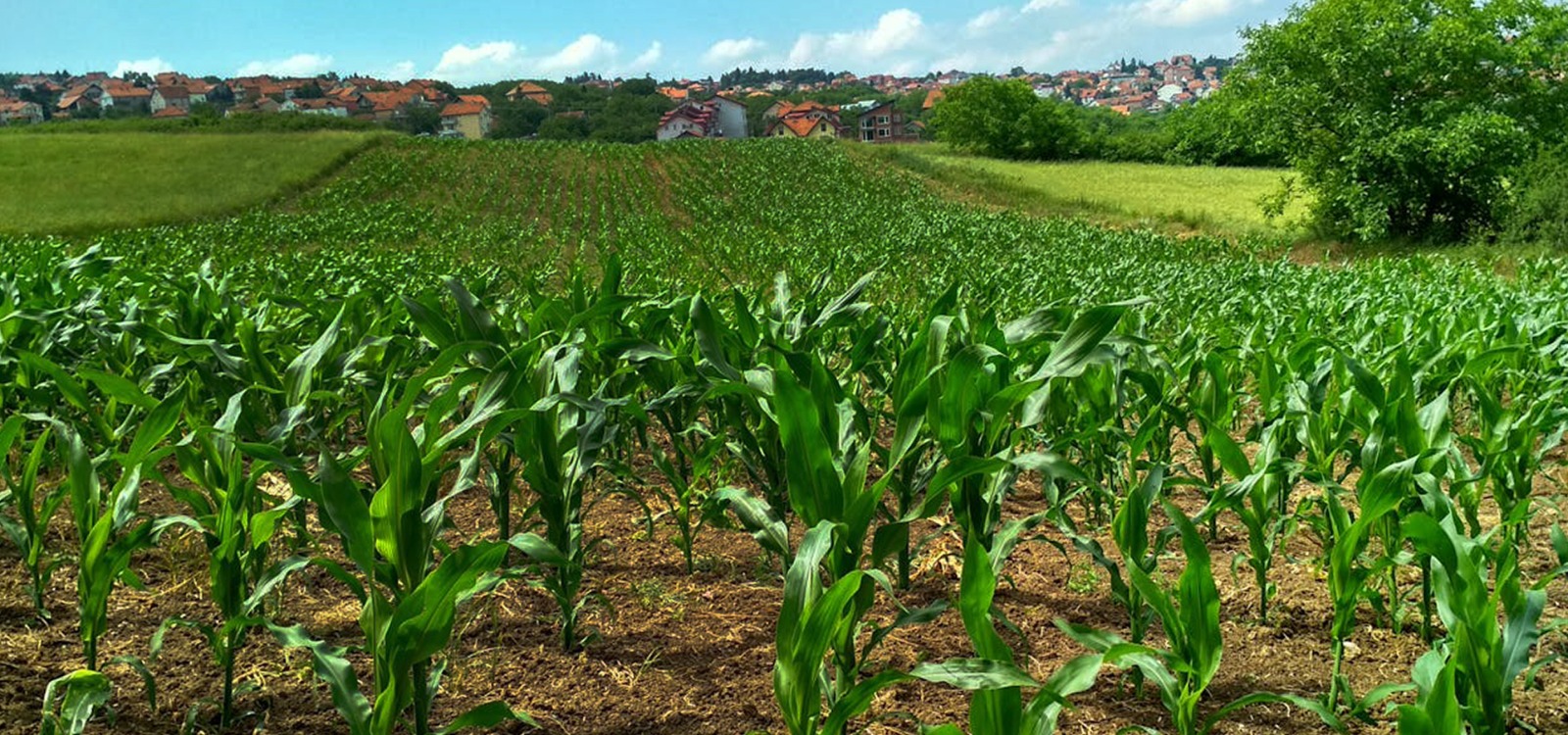 Home 1 - Biomass Energions India