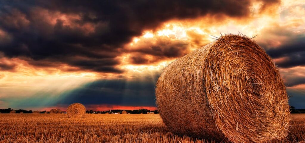 Torrefied Pellets - Biomass Energions India