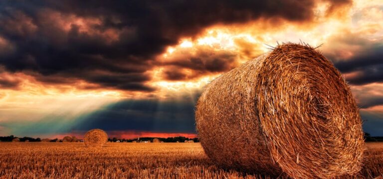 Products - Biomass Energions India